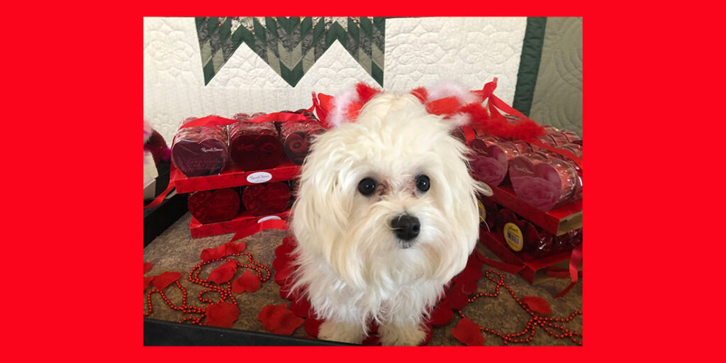 Celebrate the Love - Juniper Communities